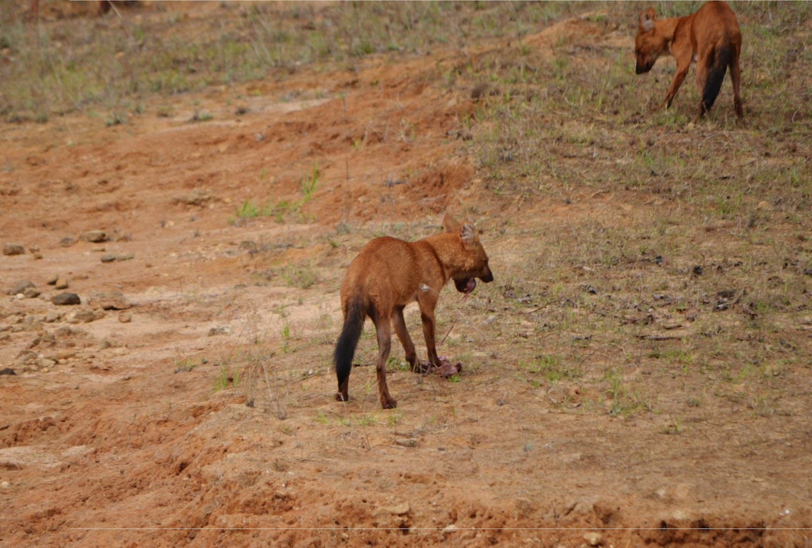 Dholes (Cuon alpinus)