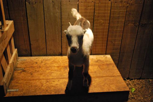 HighTail Farms: Tia Thea Nanny Goat