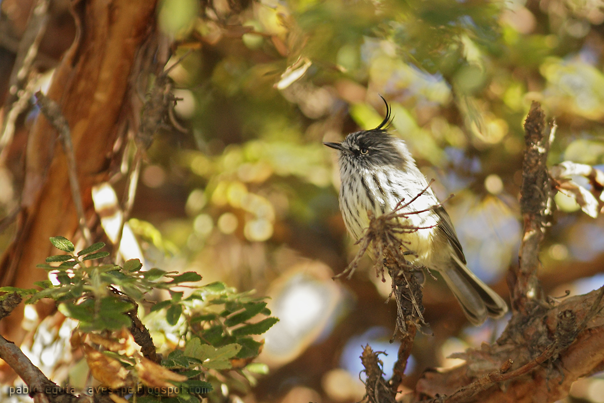 mis fotos de aves: Anairetes parulus Cachudito Pico Negro Tufted Tit-tyrant
