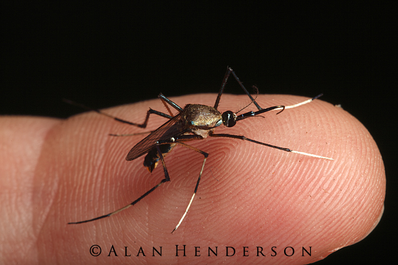 Minibeast Wildlife - Rainforest Encounters: Mega-mozzie!