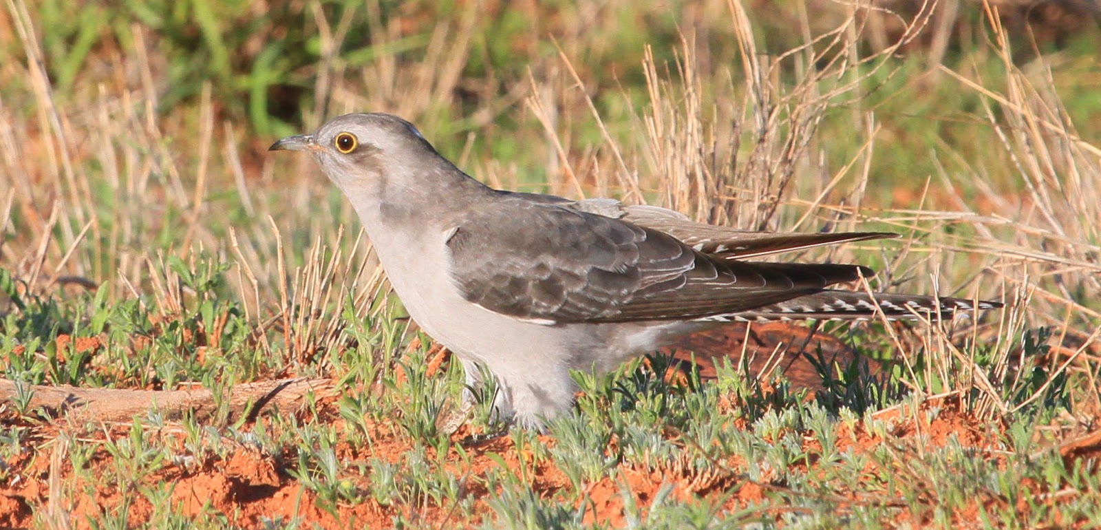 Richard Waring's Birds of Australia: Robins up close, Cuckoo as well ...