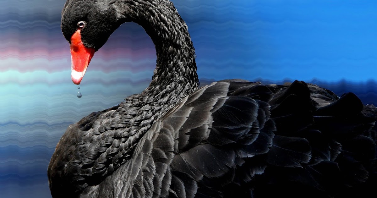 Kumpulan Foto Angsa Hitam