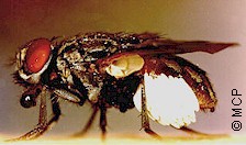 LAS MOSCAS: LA MOSCA DEL TORSALO