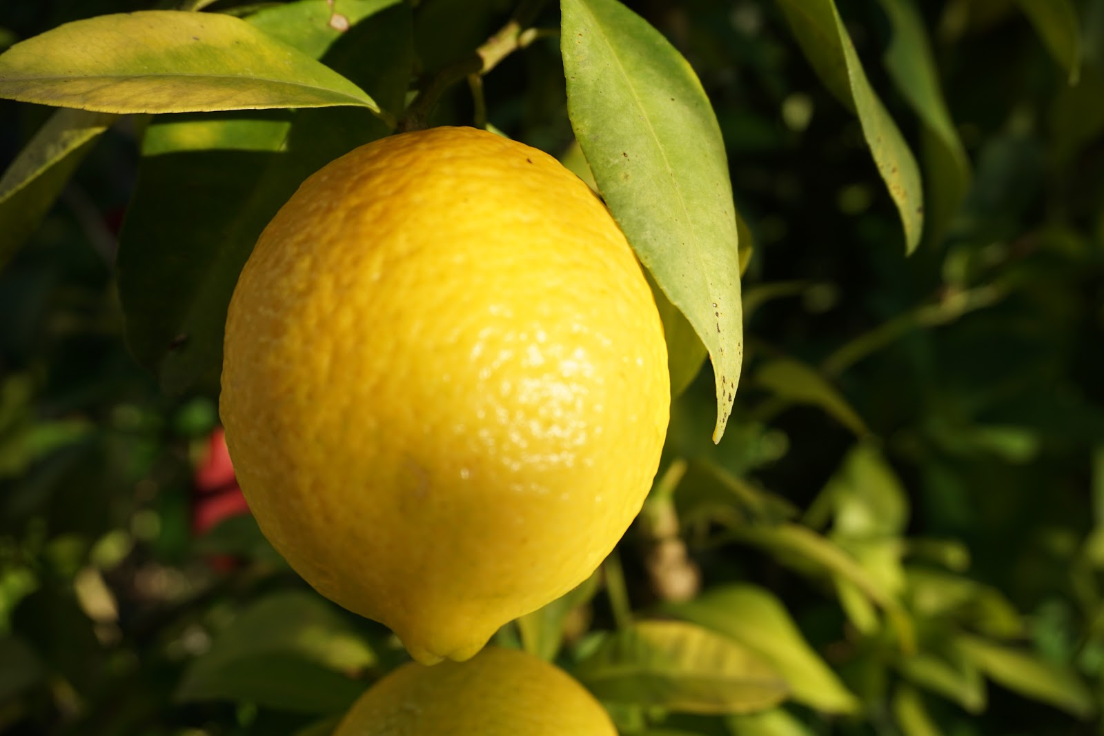 Plantas de Huerta Otea, Salamanca: Limonero (Citrus limon)