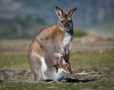 Kangaroo | Basic Facts and Pictures | The Wildlife