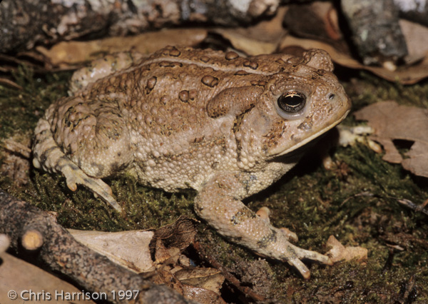 Australian Rocket Frog Litoria Nasuta