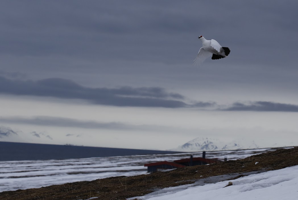 Espacio dedicado a la naturaleza: Perdiz nival (Lagopus mutus)