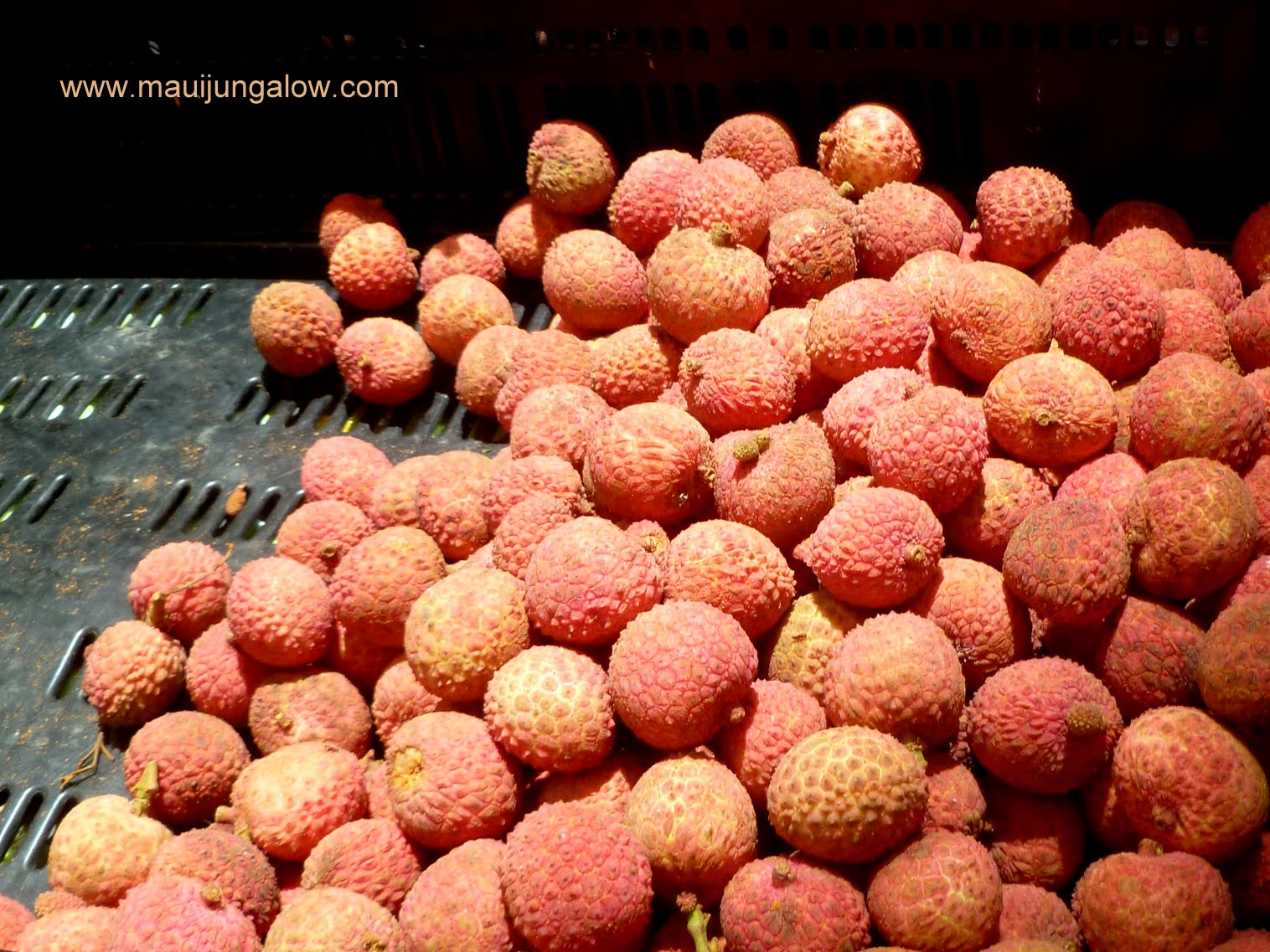 Maui Jungalow: Lychee Season and a Story