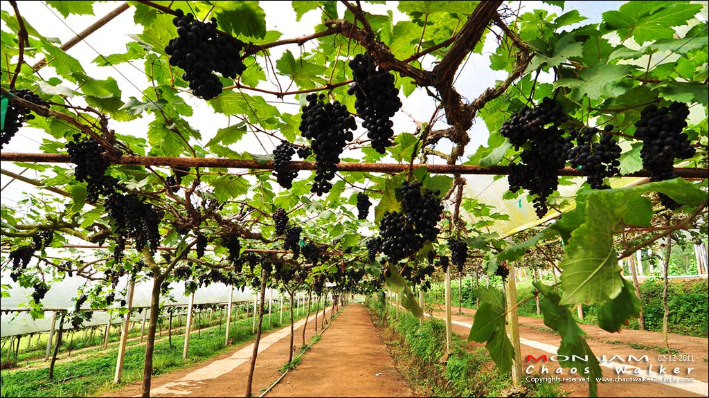 warin kahapana: สภาพแวดล้อมที่เหมาะสม