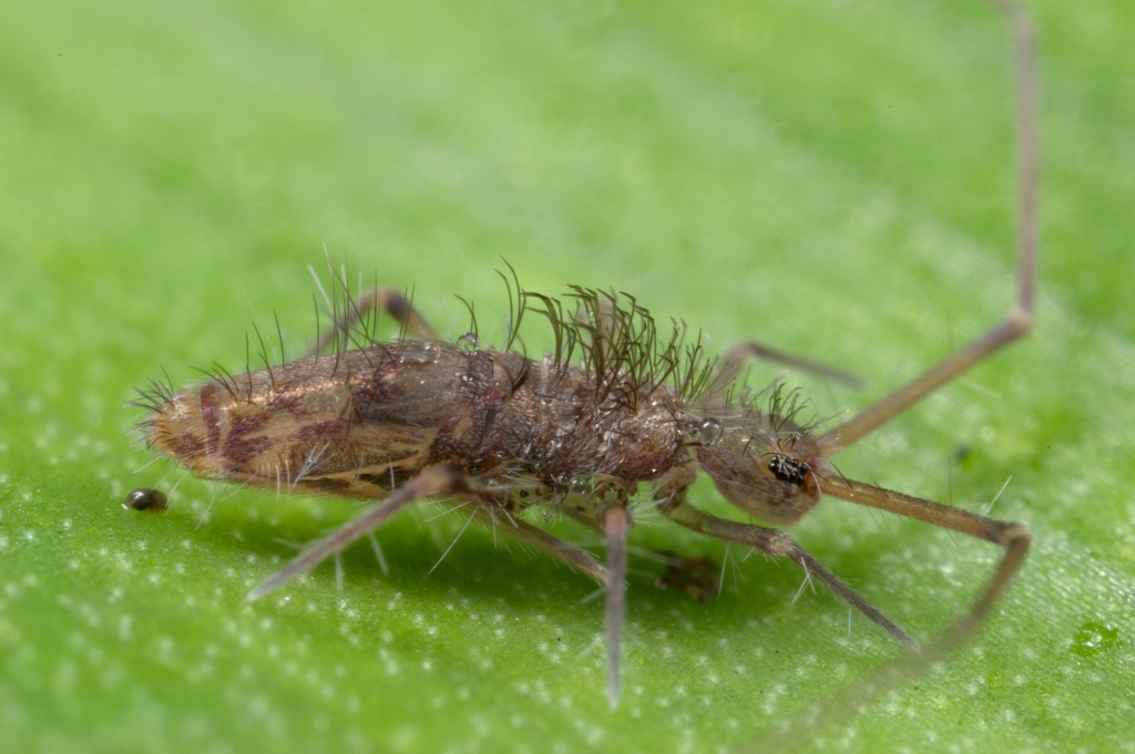 Species of UK: Week 14: Springtails (Collembola)