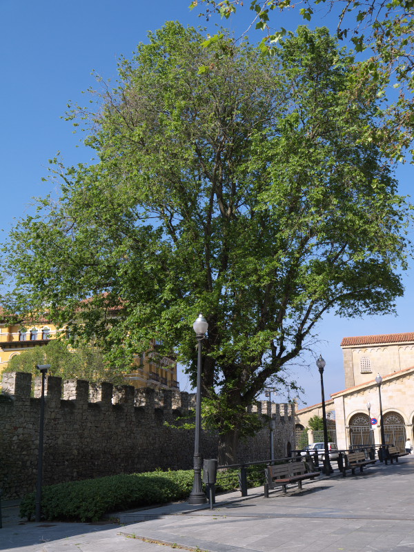 Paseos por la naturaleza: Ulmus minor Olmo común, negrillo