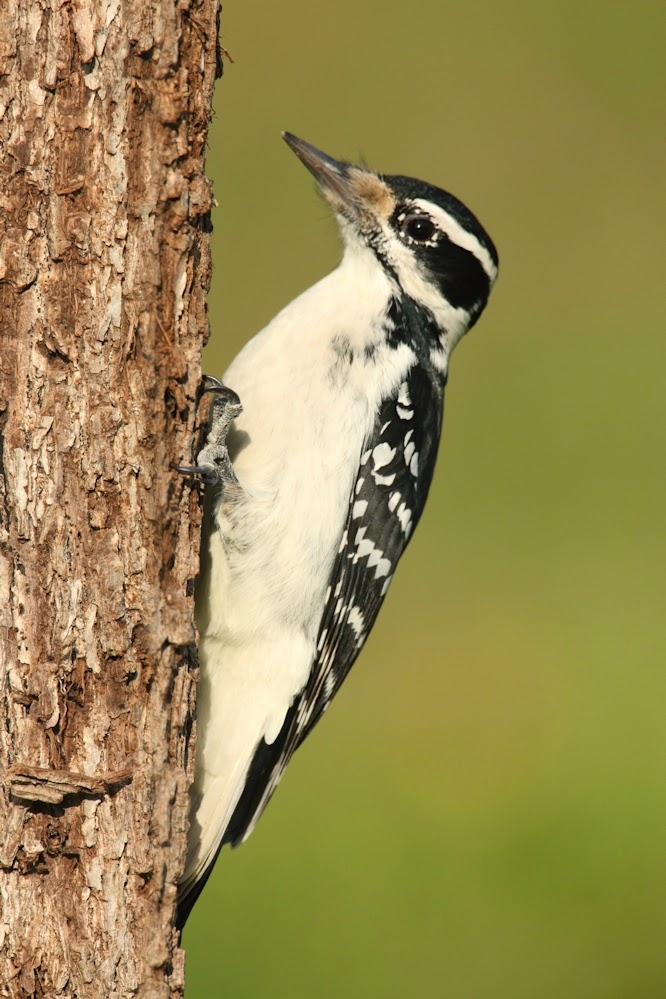 Steve Byland Nature Photography