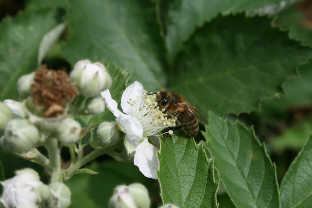 Cultiver avec les Ronces.