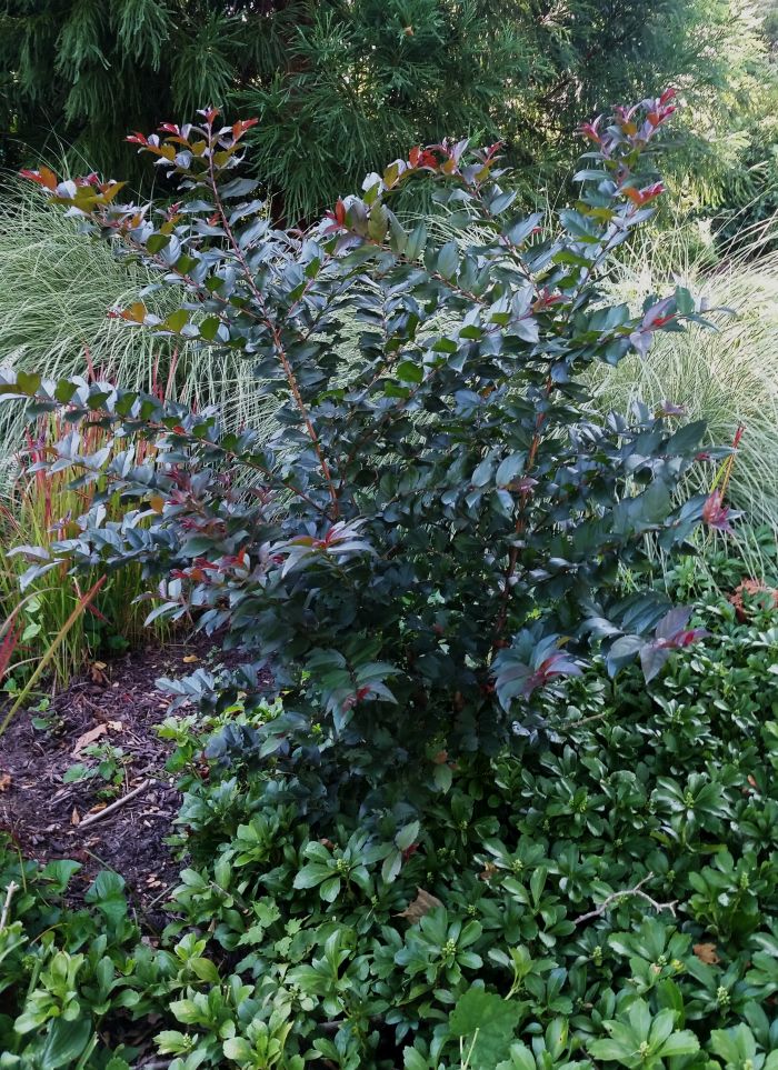 Future Plants by Randy Stewart: Crape Myrtles