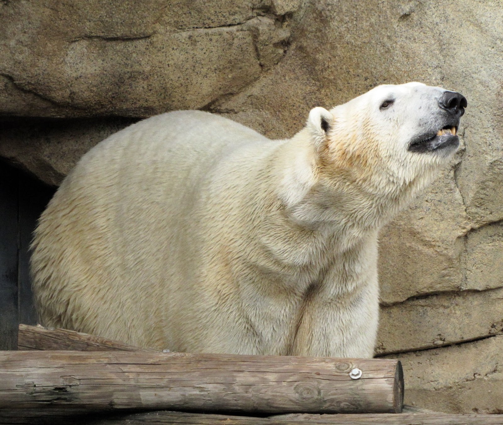 My Polar Bear Friends and Friends of Polar Bears: Payton of the Memphis Zoo