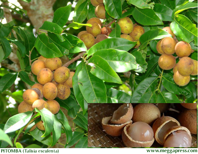 Pitomba (Talisia esculenta)