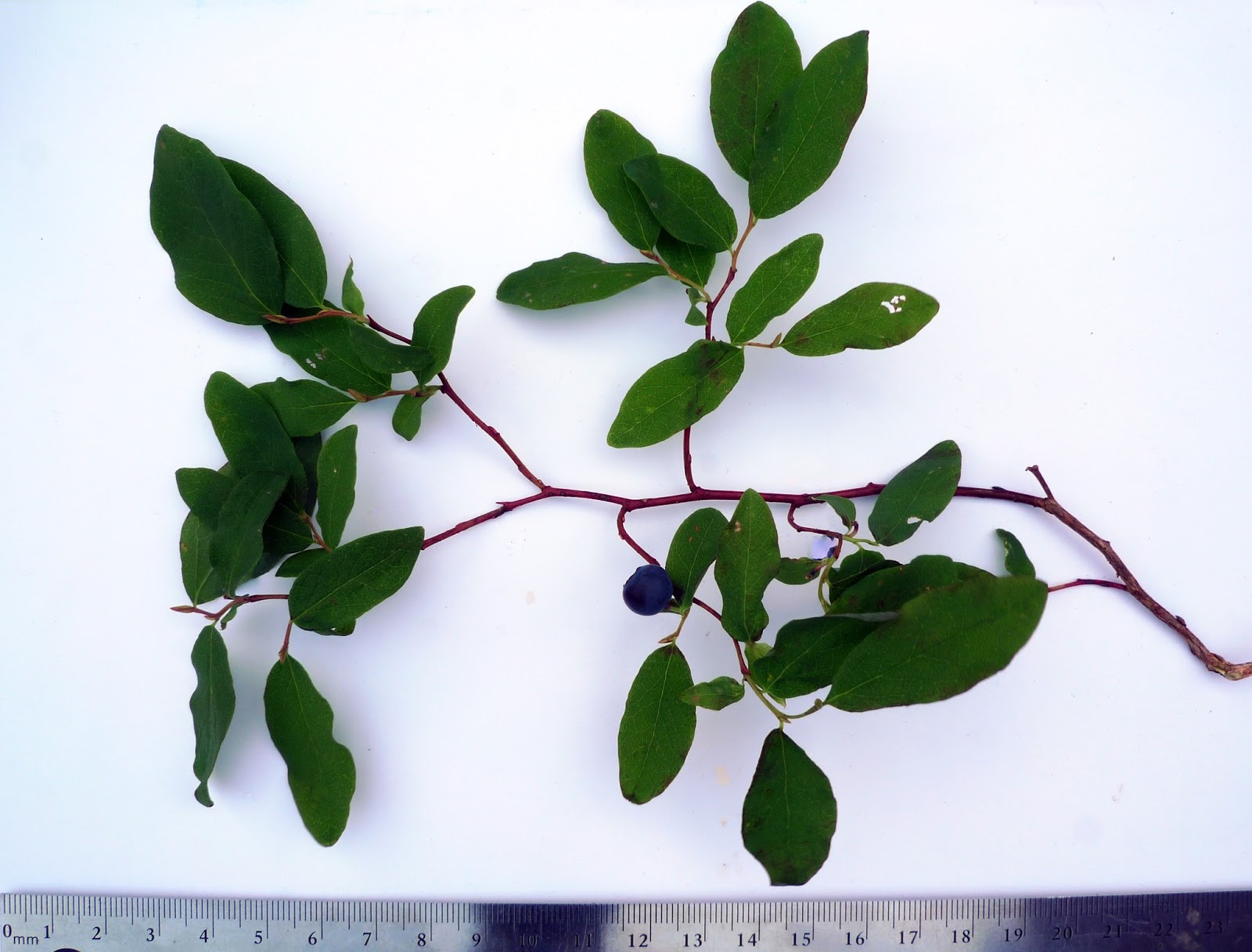 Wild Harvests: Mountain Berries: Huckleberries, Bilberries, and ...