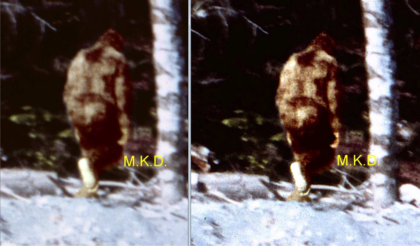 Yetiamerican: The Patterson Bigfoot Film...Frame 61, 364, 350, 362