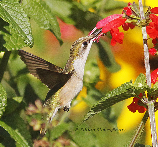 Birding Is Fun!: Hummingbirds and Fall Migration Madness plus!