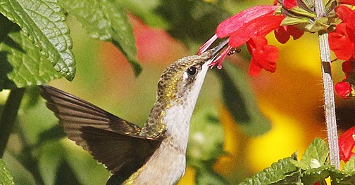 Birding Is Fun!: Hummingbirds and Fall Migration Madness plus!
