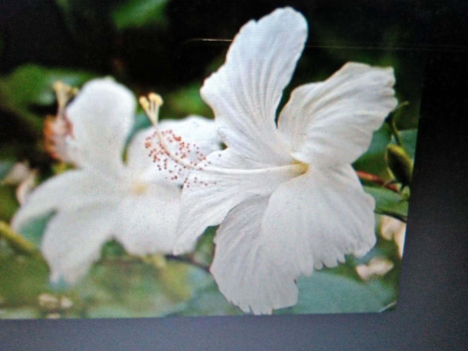 Fuziah Sulaiman blog: Jom kenali flora BUNGA RAYA - Hibiscus di Laman ...