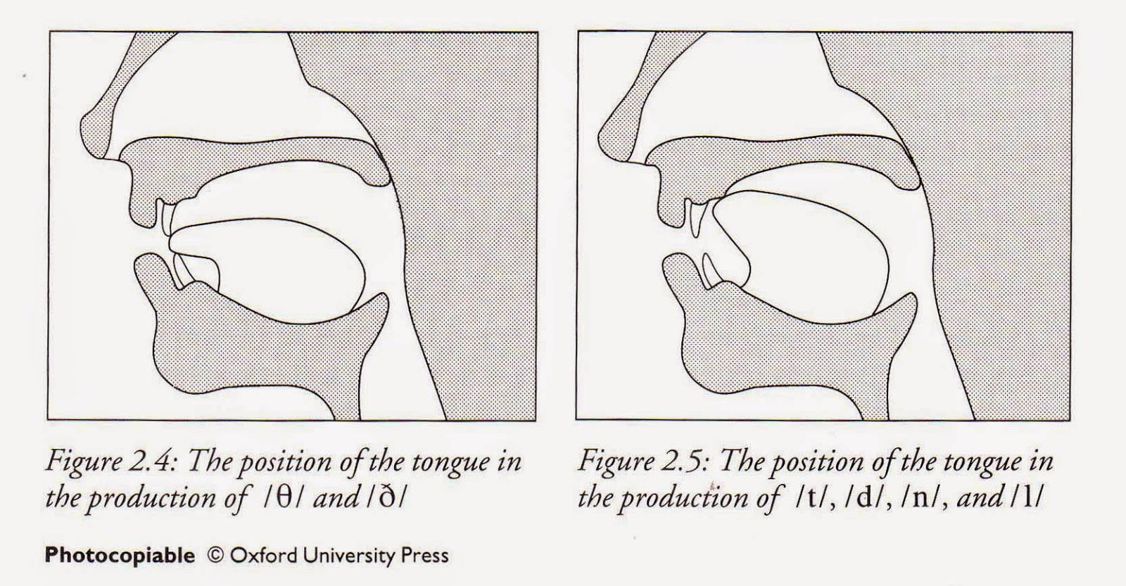 Language Matters: The Stress-timed Rhythm of English