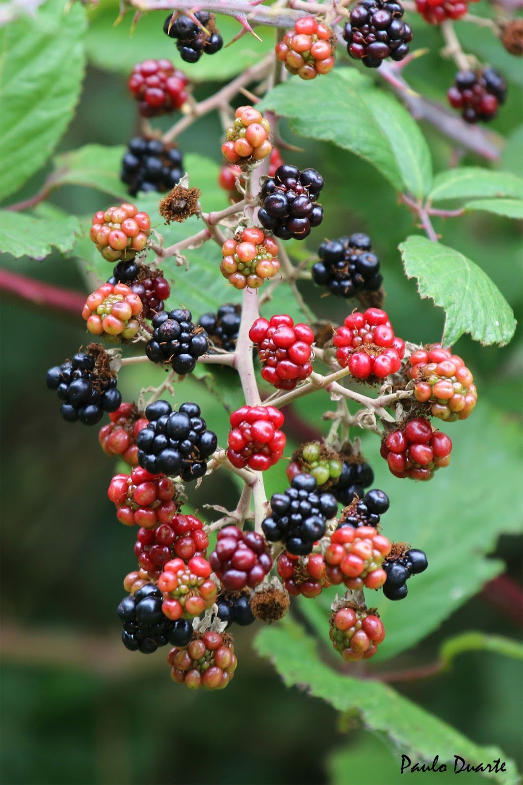 Vislumbres...: Silva, a planta...