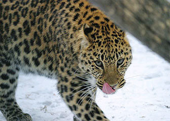 Endangered Animal Species: Amur Leopard