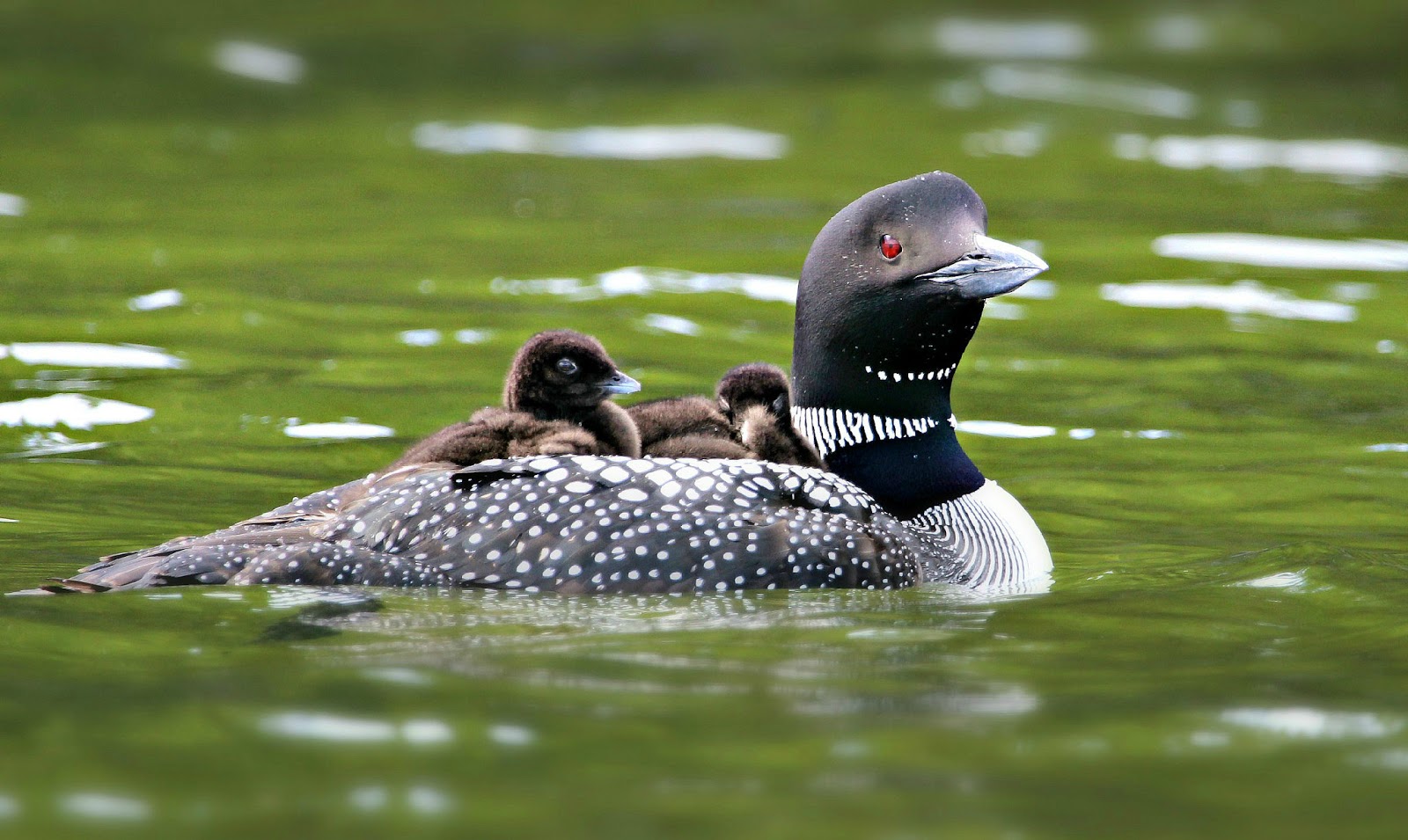 Common Loon chicks!