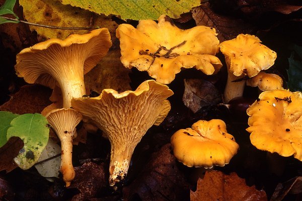 Els bolets de casa nostra: La guia del bolet