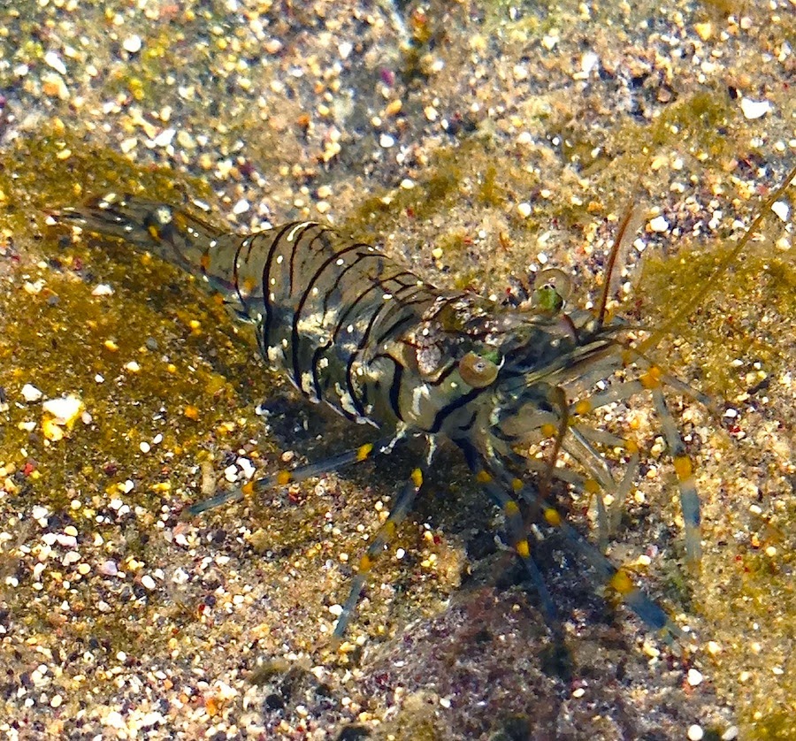 Rafael Microfauna Marina: Palaemon (Crustáceos: Decápodos)