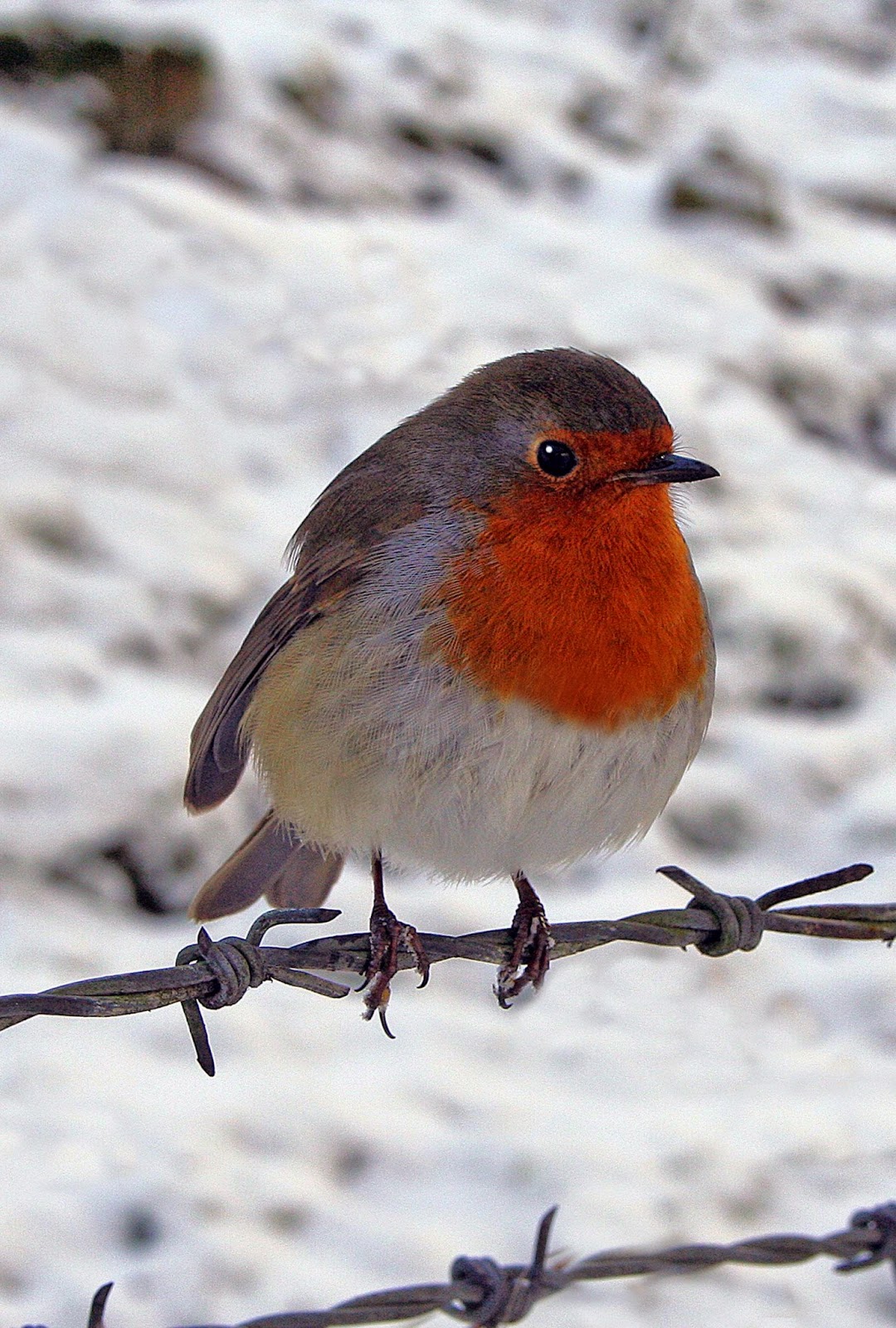 A Frazzle Free Holiday Season. Is it Possible? By Catherine Lanigan and ...