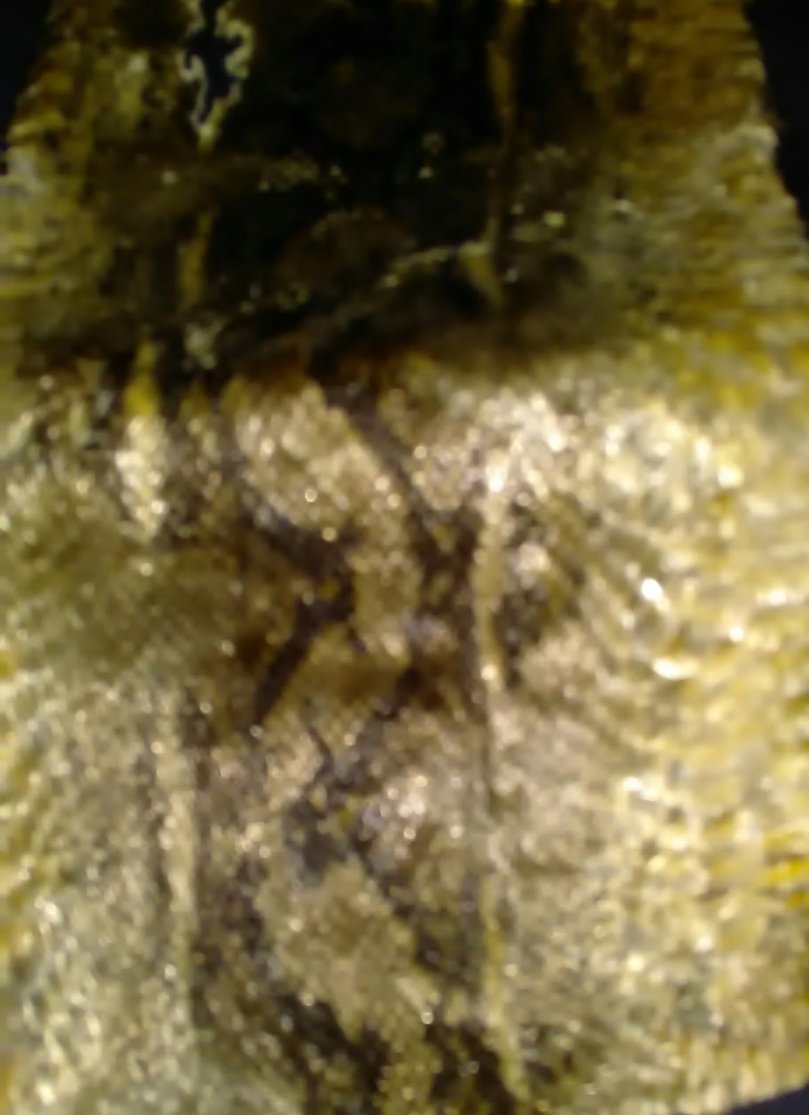 REGINA CIELI'S ART SHOP: Union of the Snake(LUPON NG MGA ULUPONG)