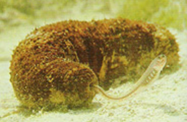 Un poco de mucho: EL PEPINO DE MAR Y EL PEZ FIERASTER