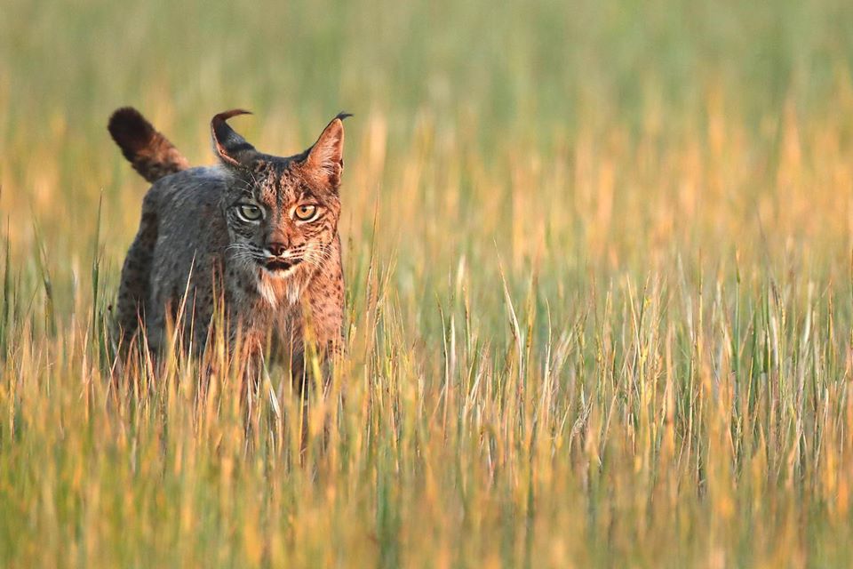 Lince Ibérico (Lynx pardinus) S.O.S.: O felino mais ameaçado do planeta ...
