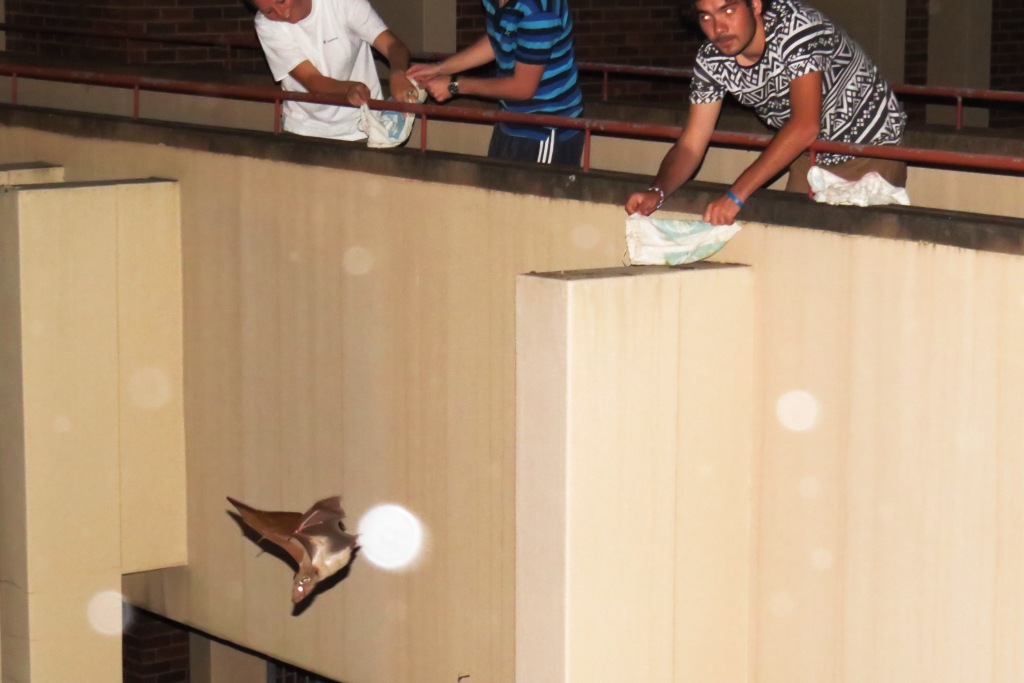 Crowned Eagle Research in KwaZulu-Natal: A bat in the hand