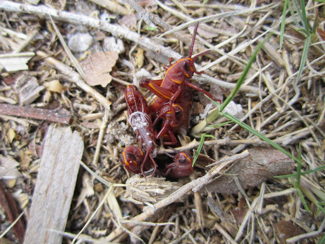 Chartreuse Latitude: Eastern Lubber Grasshoppers=blood on my shoes