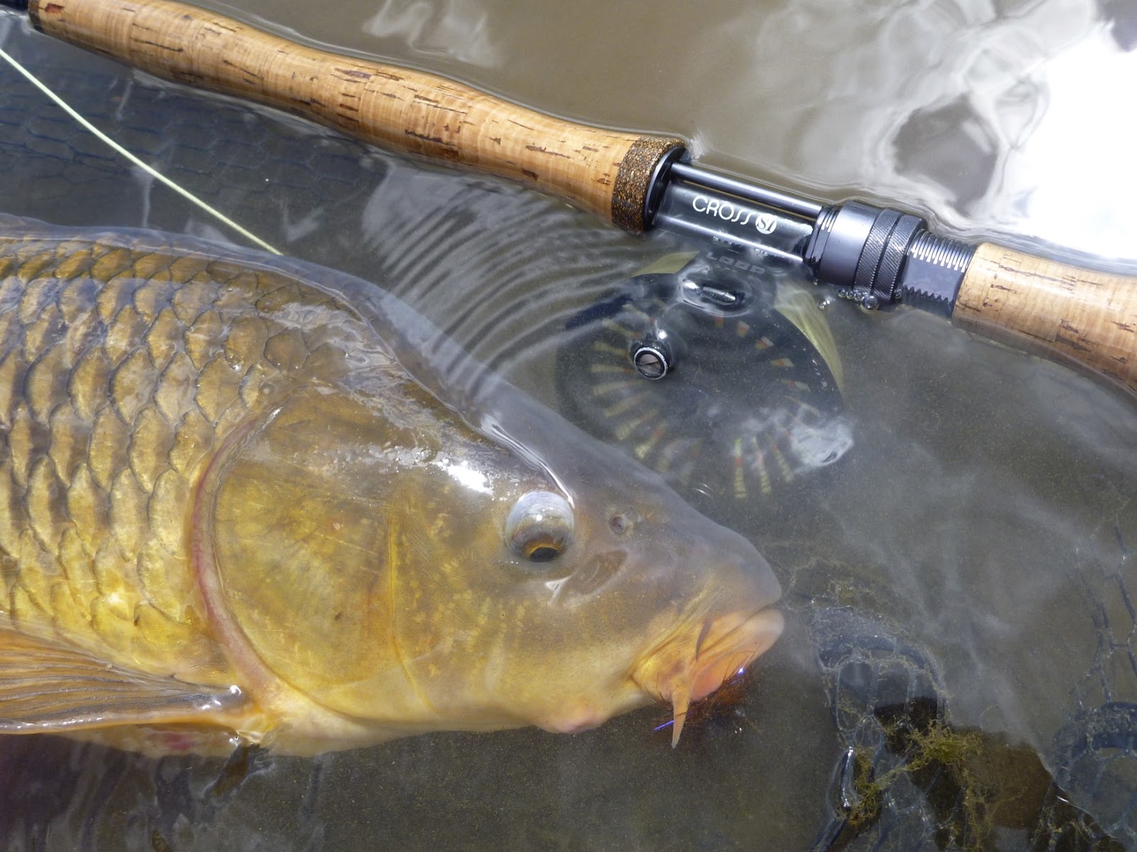 This River is Wild: Go For the Trout, Stay For the Carp