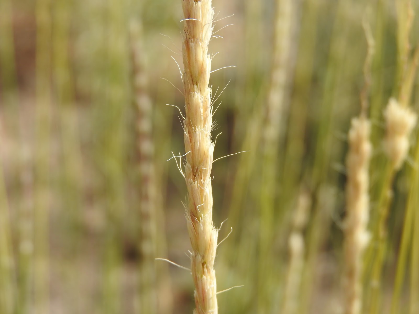 Sonoran Desert Journal