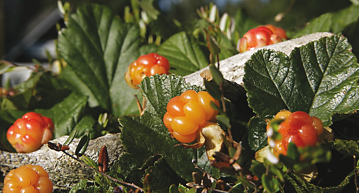 Gotuj z Baltazarem: Podszyt leśny - malina, jeżyna