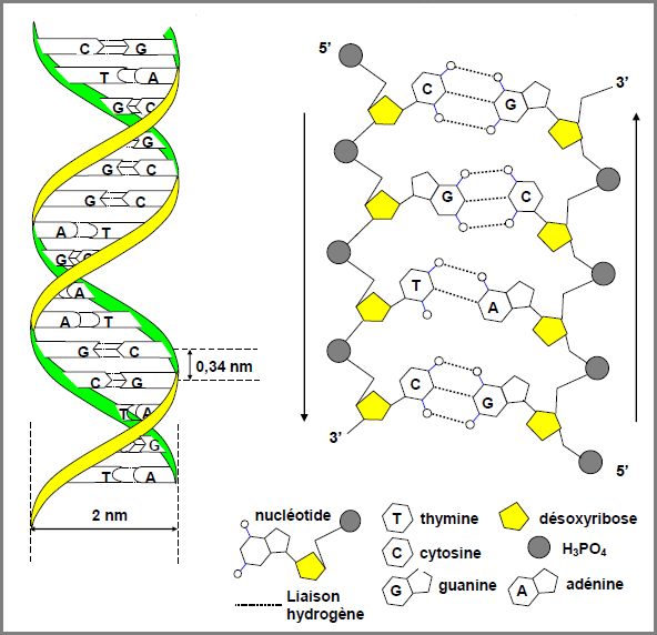 Biologie Simplifiée : Structure de l'ADN