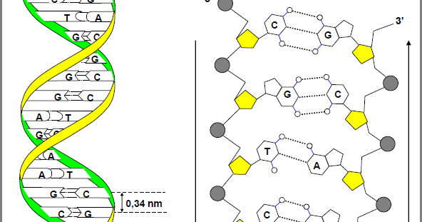 Biologie Simplifiée : Structure de l'ADN