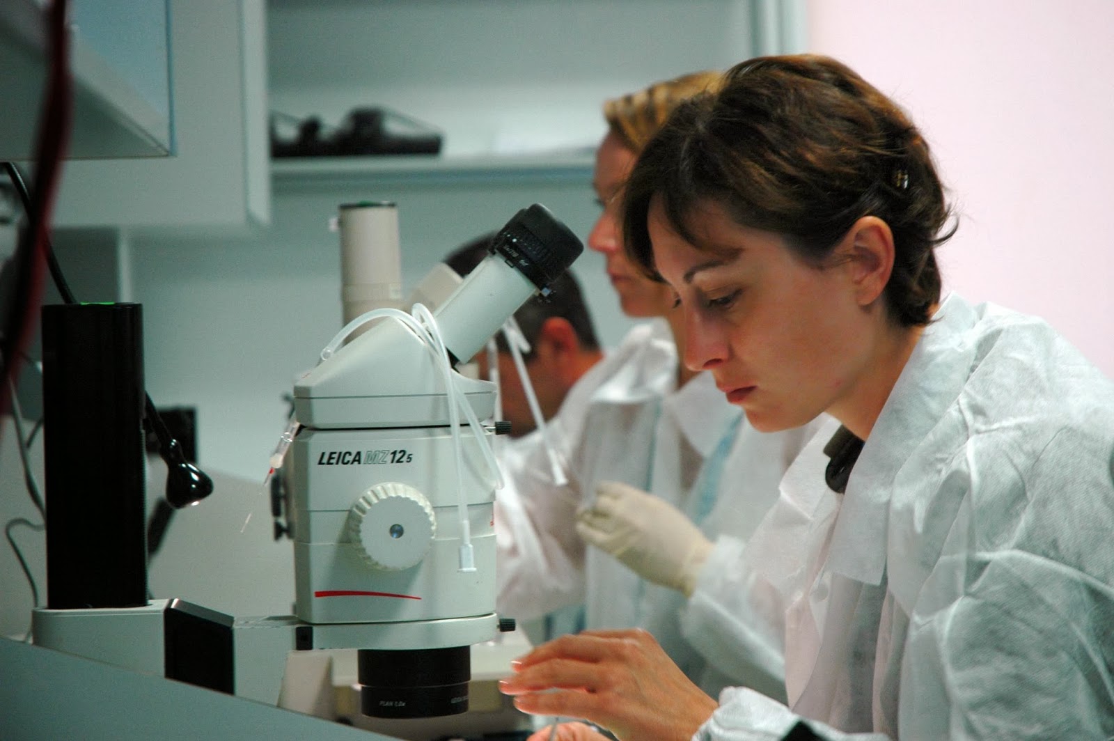 Casa Por Rancho: Blog educacional dedicado a todo sobre la genética ...