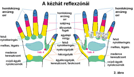 Egészség filozófia: Tenyér,kézhát reflexpontok