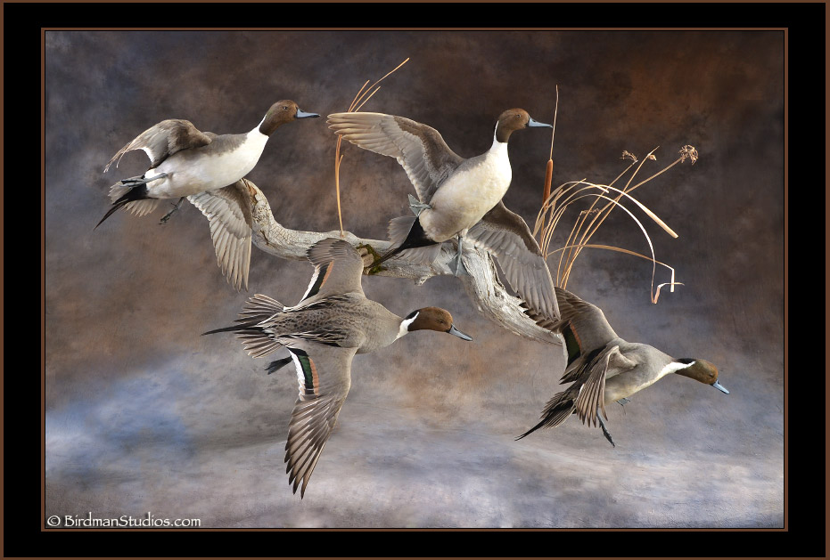 Birdman Studios Bird Taxidermy