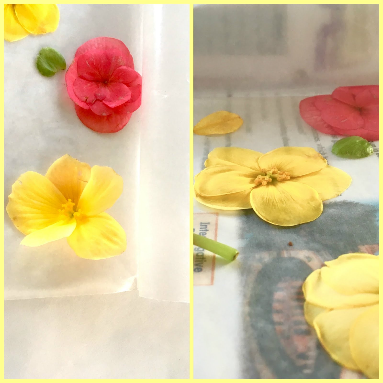 Fanciful Cuties Blog: DIY Pressed Flowers