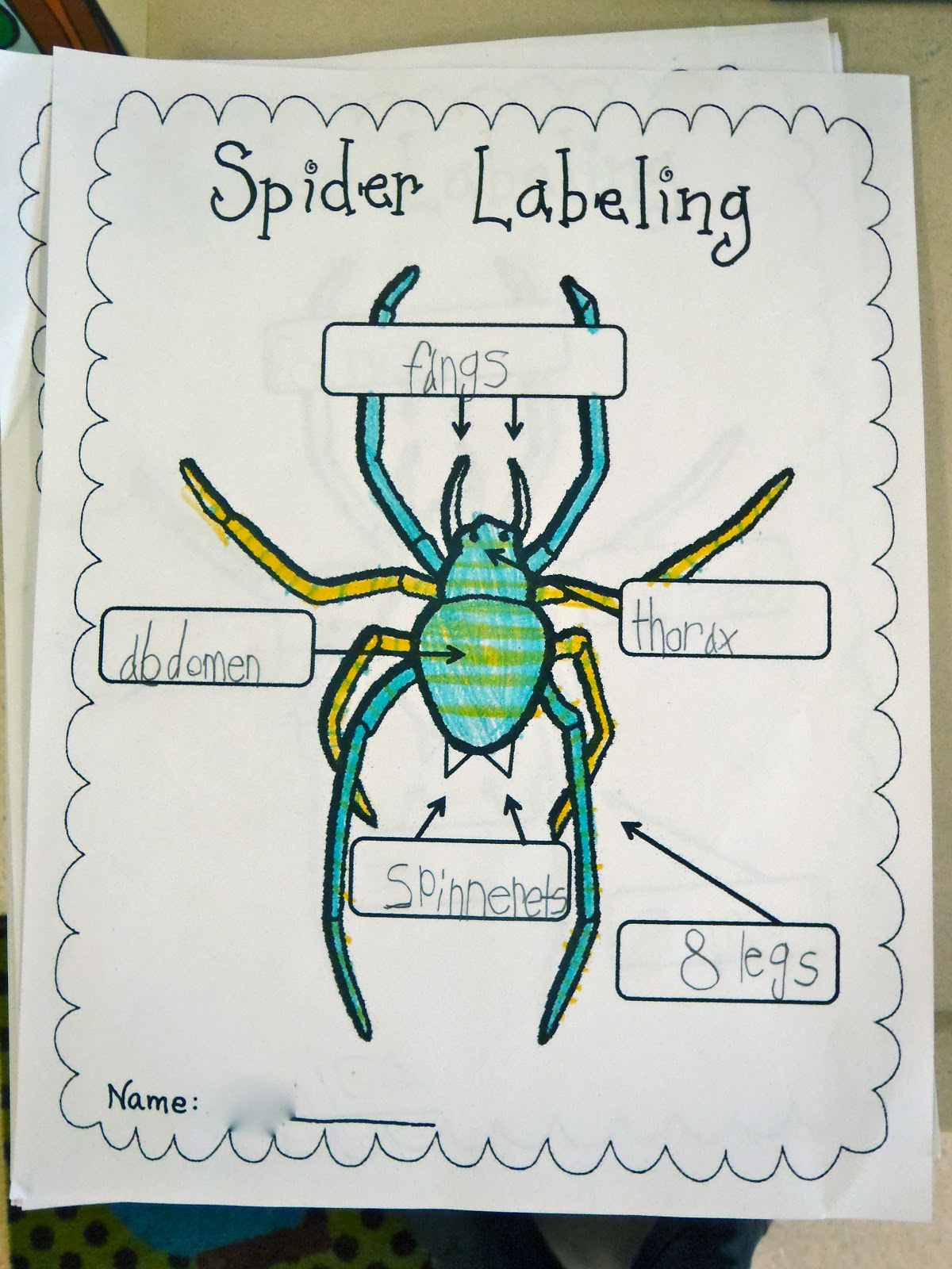 Fun With Firsties: Spiders Aren't Insects!