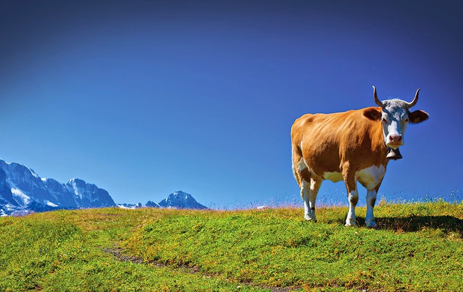 Matriz energética e o impacto ambiental: A ascensão do sebo