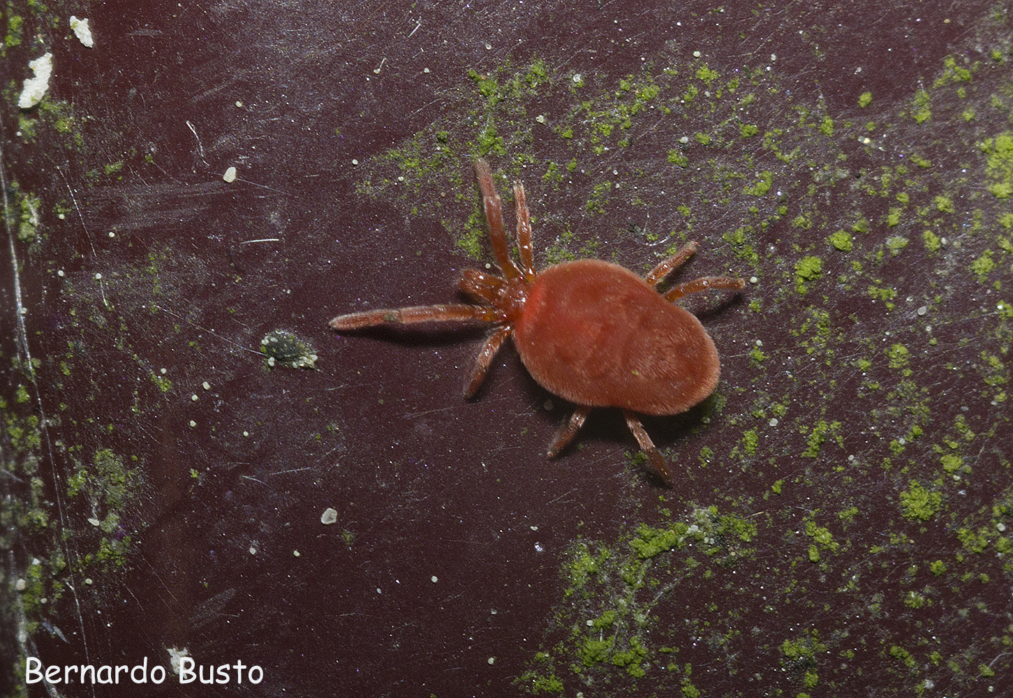 RÍA DE LA VILLA: Ácaro de terciopelo