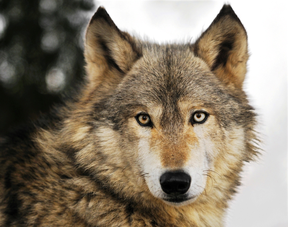 Lobos salvajes fotos - Imagui